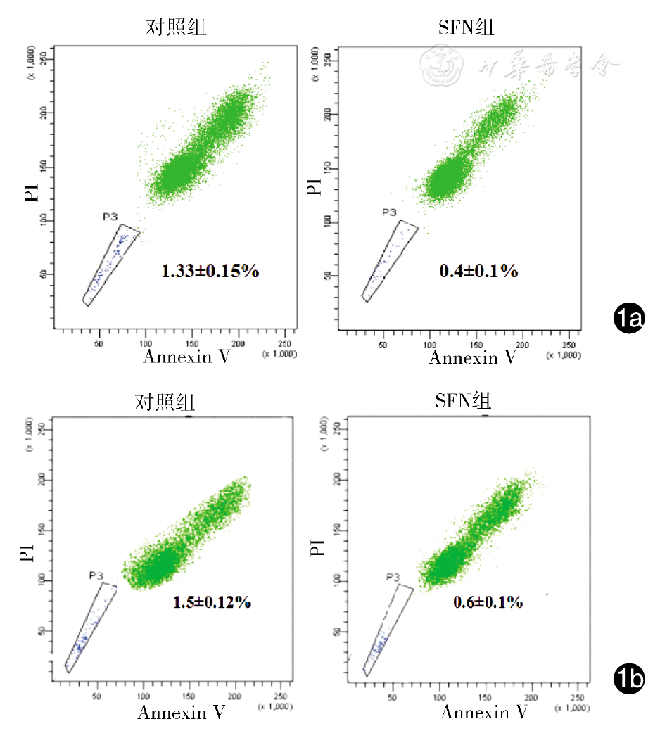 莱菔硫烷对胃癌干细胞的影响及其机制研究